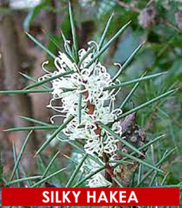 Invasive Alien Plants Archives | Garden Route District Municipality