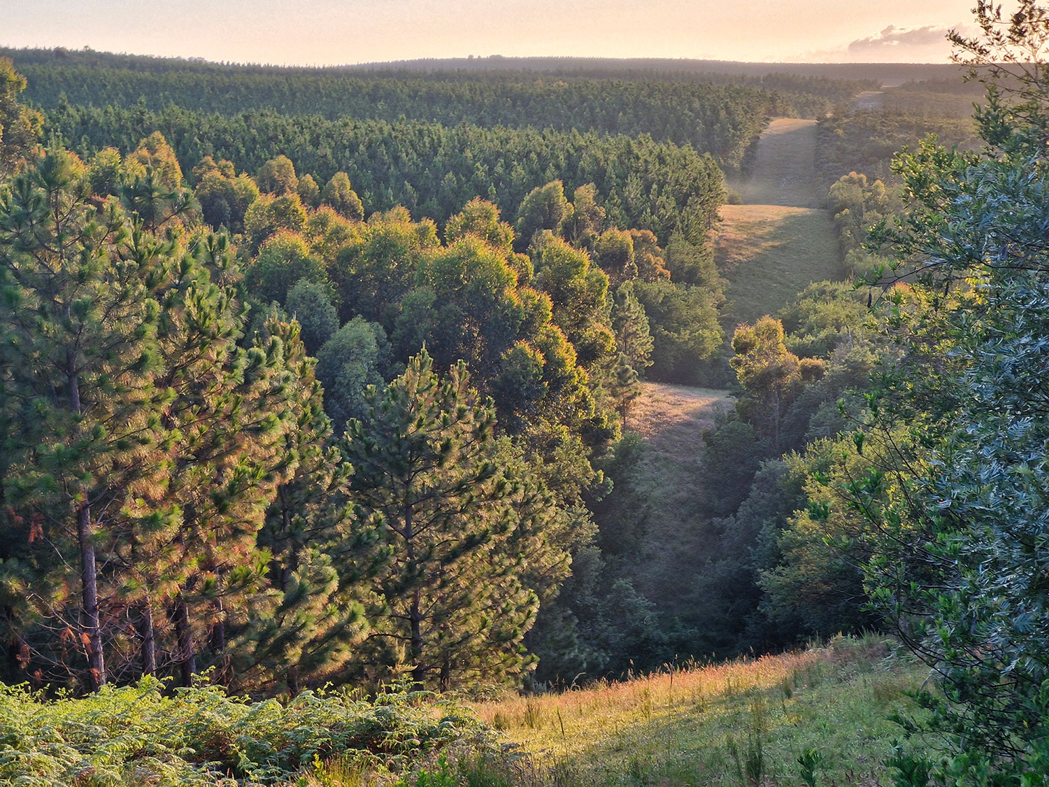 25 August 2025 Media Release: Wildfire preparedness done through risk ...